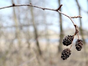 ALNUS RUBRA, Red Alder 10 cubic inch