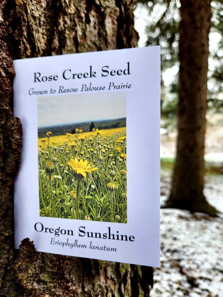 Rose Creek ERIOPHYLLUM LANATUM - Oregon Sunshine Seeds | Plants of the Wild